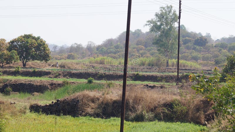 Agricultural Farm with Trees in Maharashtra Stock Photo - Image of ...