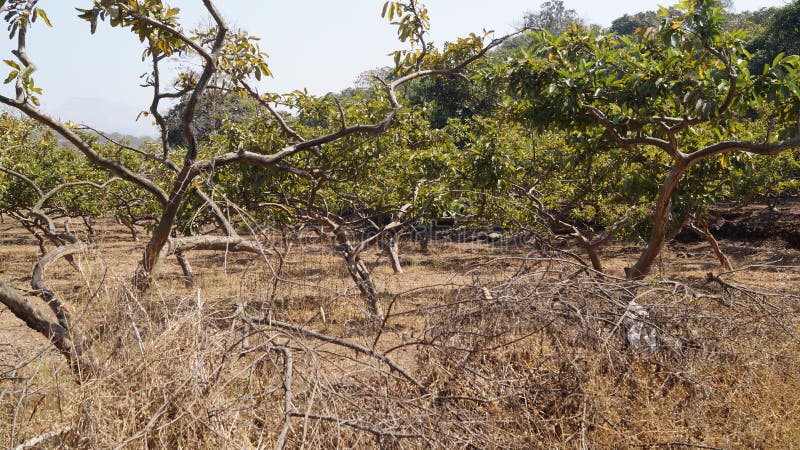 Agricultural Farm with Trees in Maharashtra Stock Image - Image of ...