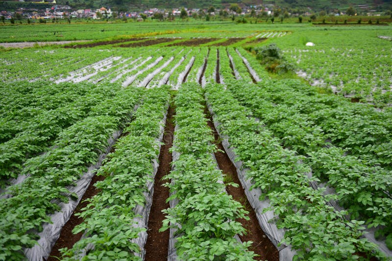 1,448 Agricultural Farming Java Stock Photos - Free & Royalty-Free ...