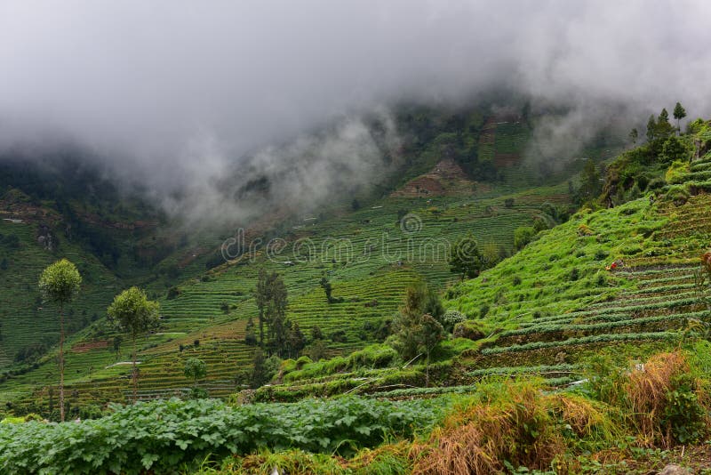 1,629 Agricultural Farming Java Stock Photos - Free & Royalty-Free ...