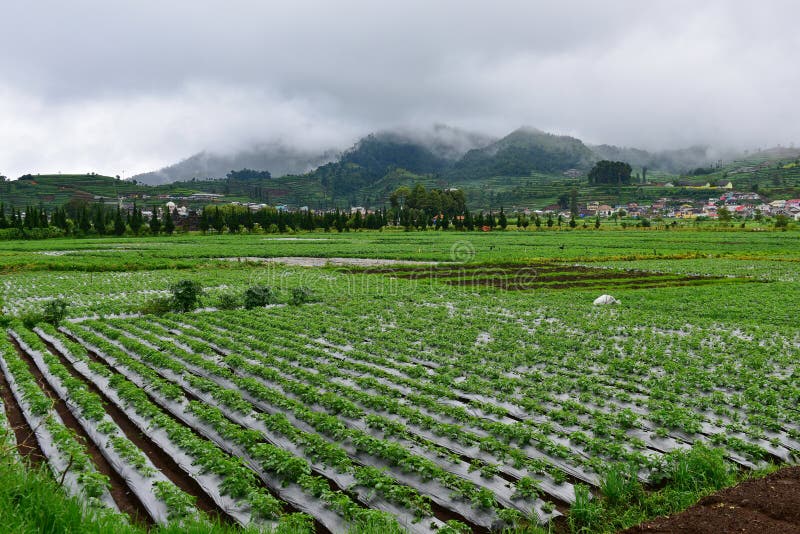 1,629 Agricultural Farming Java Stock Photos - Free & Royalty-Free ...