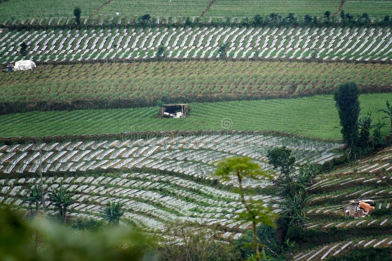 Agricultural Farmland at the Base of Mount Sumbing in Central Java ...