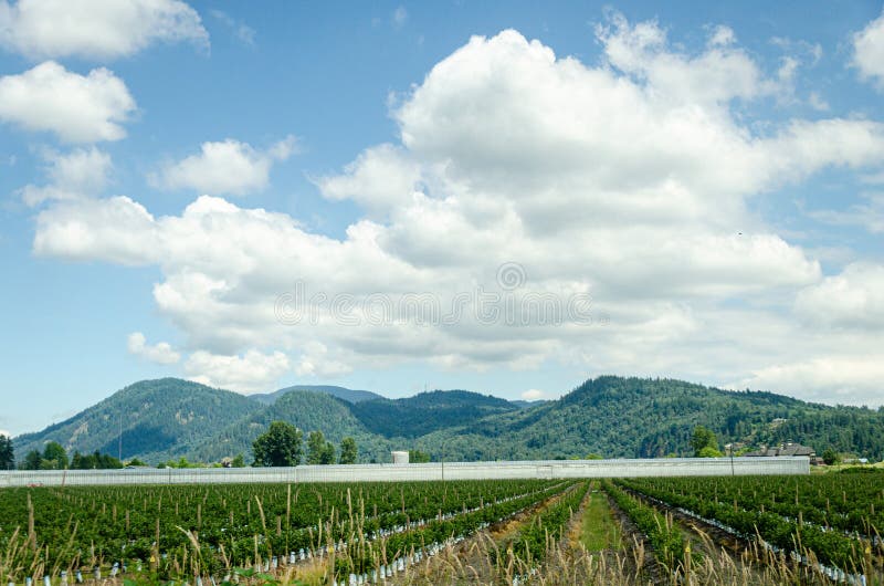 Agricultural Farms in Fraser Valley, BC, Canada Stock Photo - Image of ...