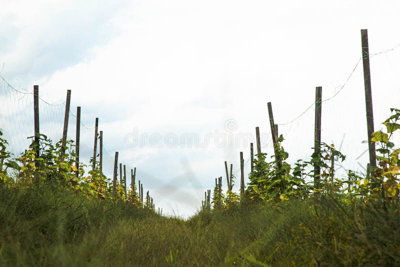 Agricultural Farms View with Cloudy Blue Sky View Stock Photo - Image ...