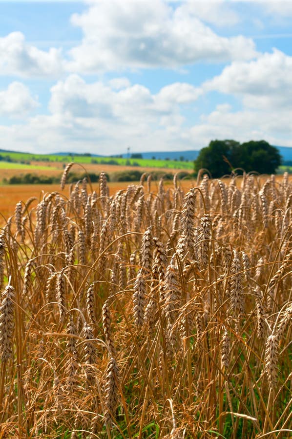 Agricultural Field stock photo. Image of farm, agriculture - 21105948