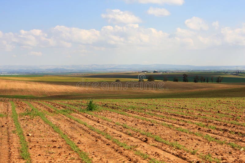 Agricultural field stock image. Image of ground, outdoor - 23323793