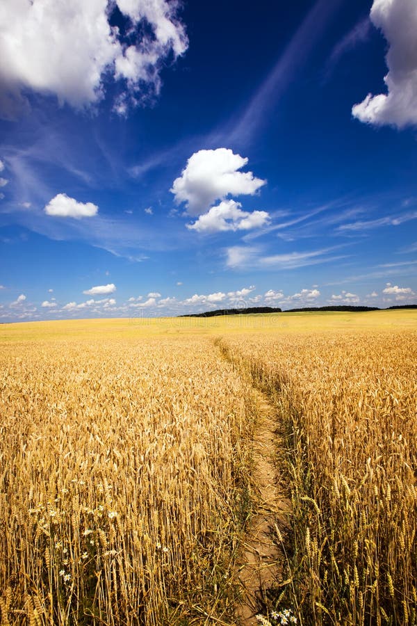 Agricultural field stock image. Image of grain, agriculture - 26760769