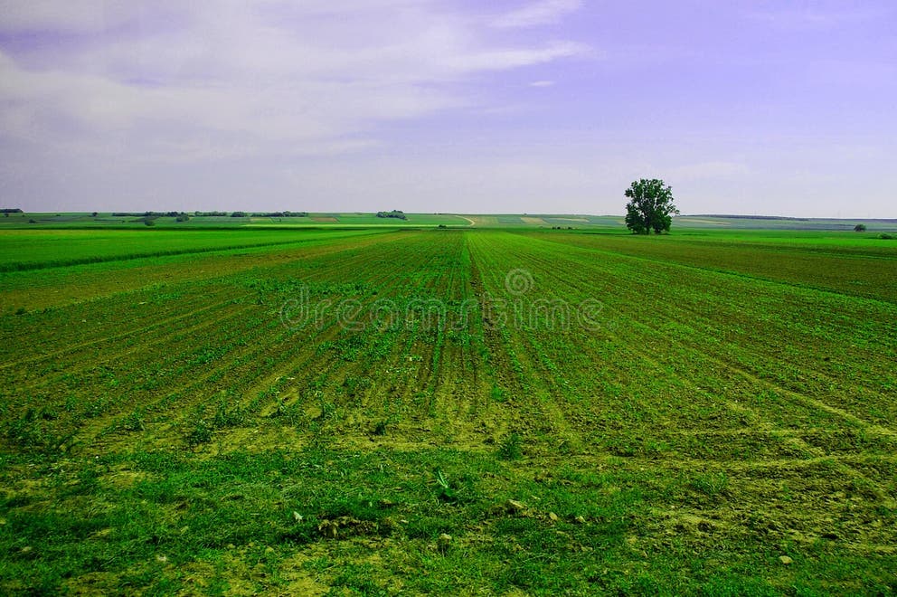 Agricultural field stock photo. Image of farm, crops, corn - 5508332