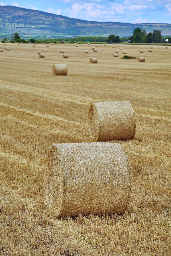 Agricultural Field with Bales Stock Photo - Image of golden, harvest ...