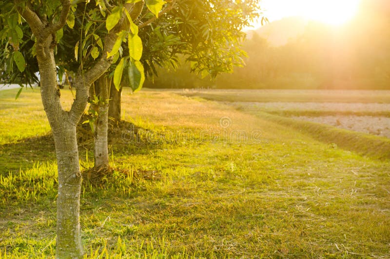 632 Sunset Mango Photos - Free & Royalty-Free Stock Photos from Dreamstime