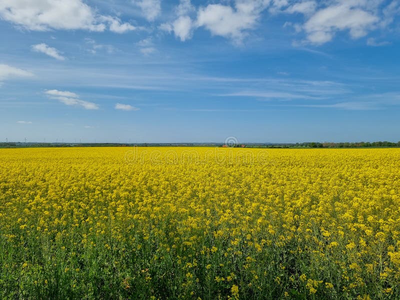 Agricultural Field with Blooming Rapeseed Seed, Blue Sky with Some ...