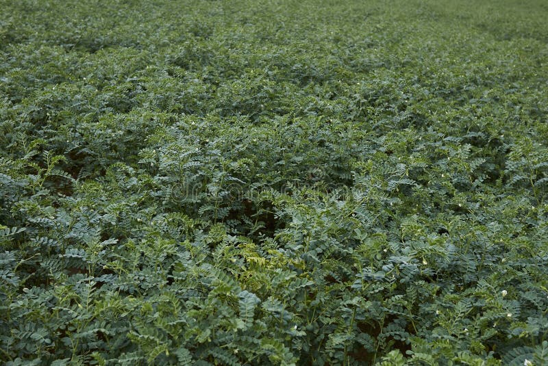 Agricultural Field of Cicer Arietinum Stock Photo - Image of ...