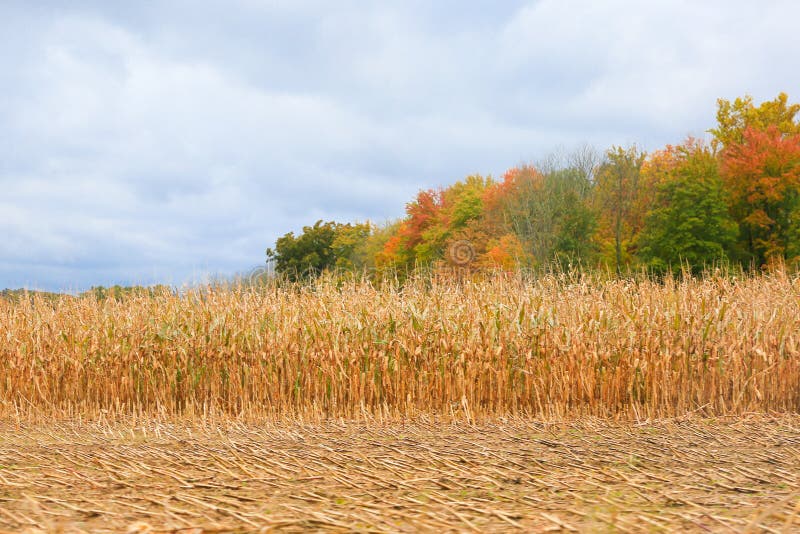 Agricultural Field with Corn in Autumn Stock Photo - Image of care ...