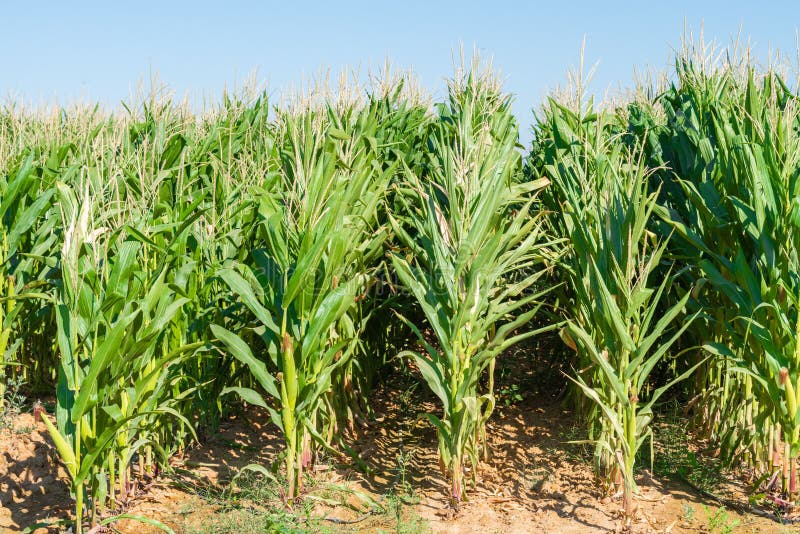 Agricultural Field with Corn Plantation Stock Image - Image of sunny ...