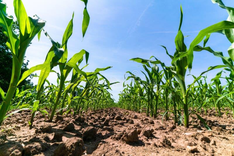 Agricultural Field with Corn Seedlings Stock Image - Image of growth ...