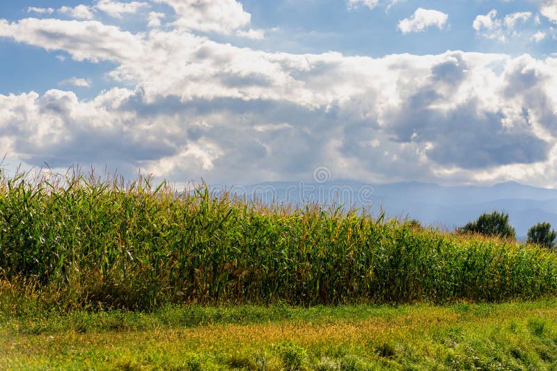 An Agricultural Field is Covered with Green Ripe Corn Under the Summer ...