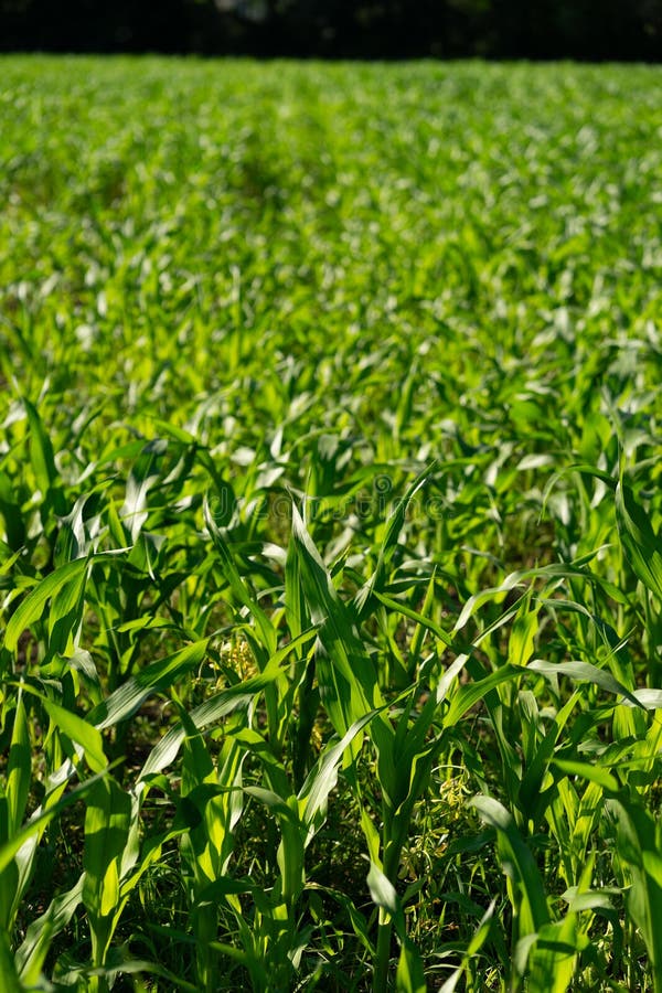Agricultural Field Covered with Young Green Corn Under the Summer Sun ...