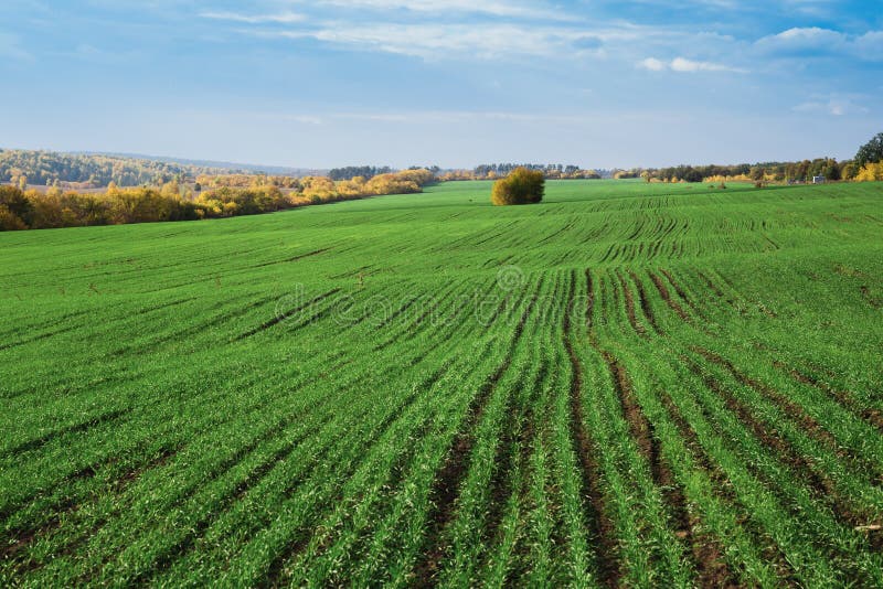 Agricultural Field in Europe Stock Photo - Image of nature, pasture ...