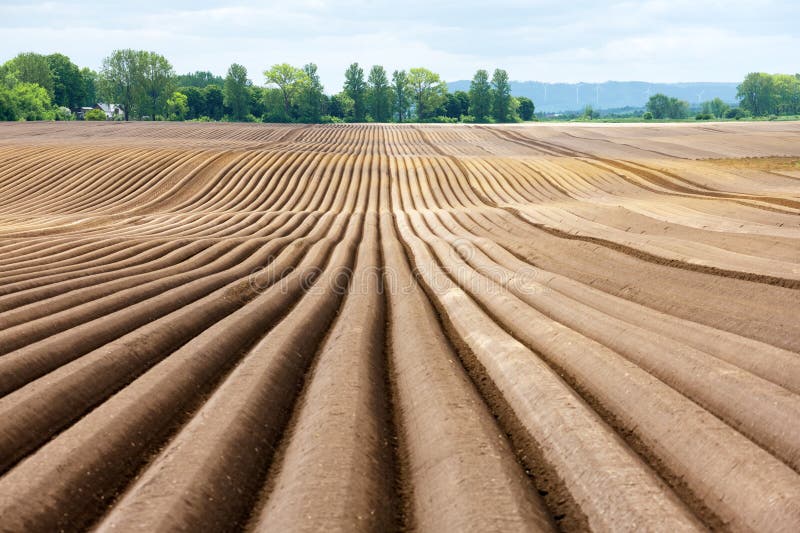 Agricultural Field with Even Rows in the Spring Stock Image - Image of ...