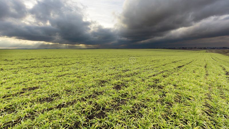 Agricultural field stock image. Image of earth, cloudscape - 55740287