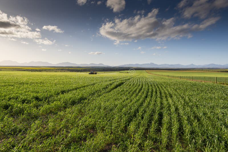 Agricultural Field, Farm Sky Grass Meadow Stock Photo - Image of summer ...