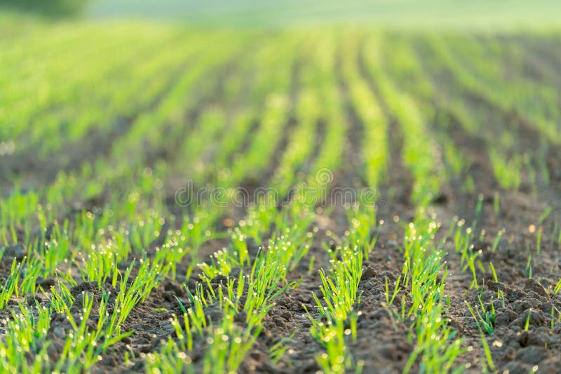 Agricultural Field with Green Shoots of Plants Stock Photo - Image of ...