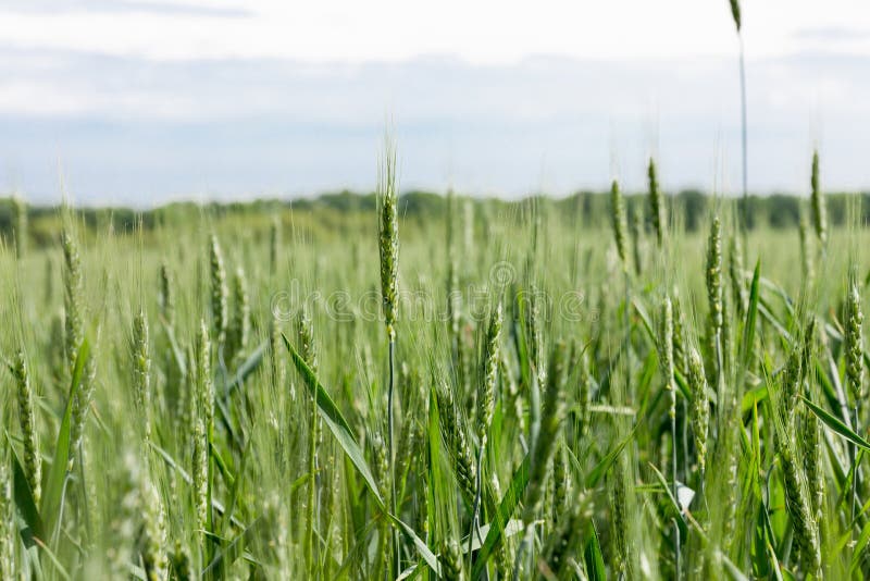 Wheet stock photo. Image of health, meal, field, cereals - 5715494