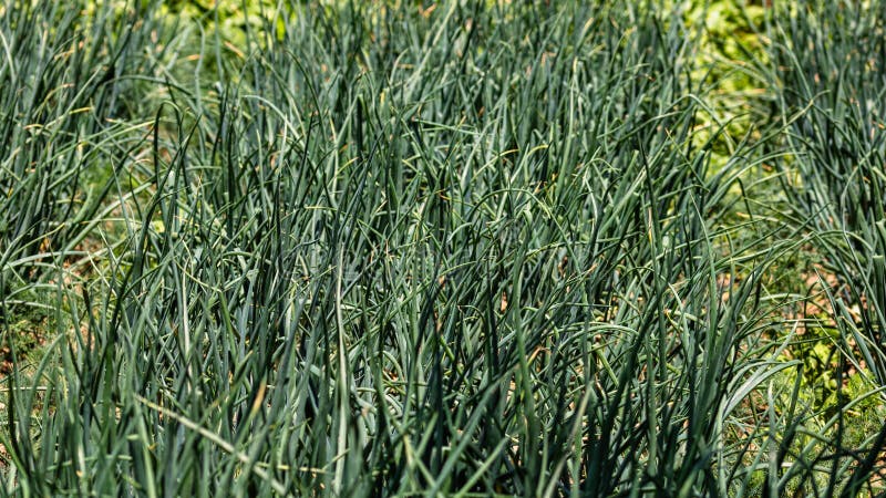 Agricultural Field with Growing Green Onions (scallion Stock Photo ...