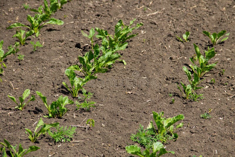 Agricultural Field with Growing Sugar Beets. Beetroot Sprouts Stock ...