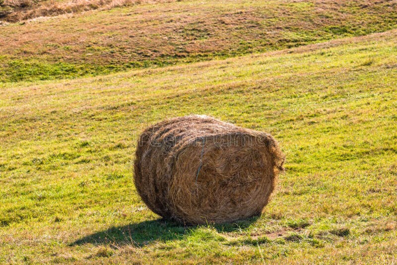 Agricultural Field with Haystacks, Stack of Round Hay Bales. Hay Balls ...