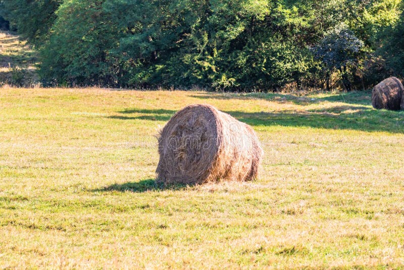 Agricultural Field with Haystacks, Stack of Round Hay Bales. Hay Balls ...