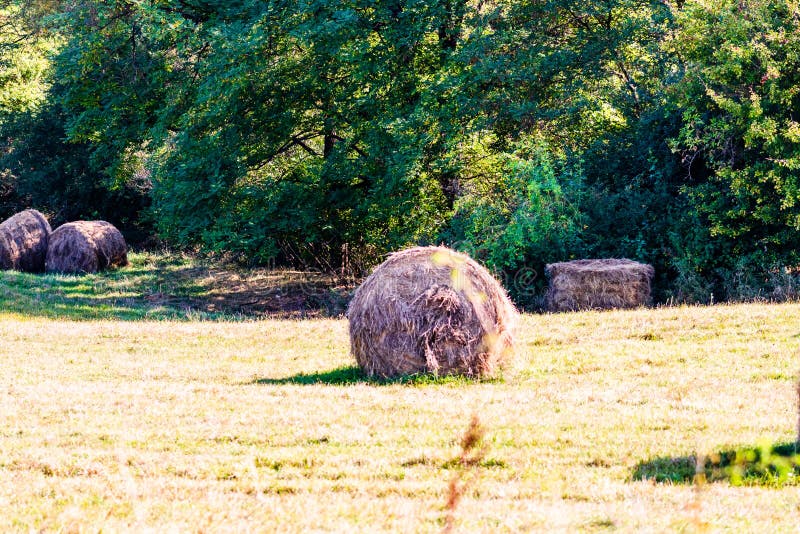 Agricultural Field with Haystacks, Stack of Round Hay Bales. Hay Balls ...