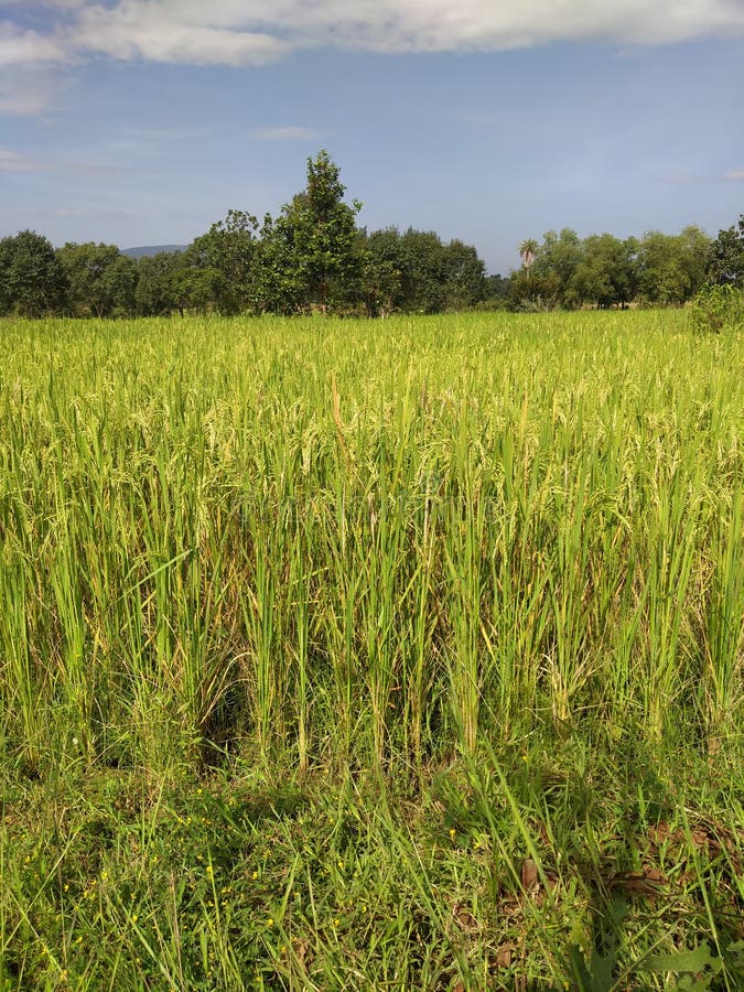 Agricultural field land stock photo. Image of land, rice - 232140770