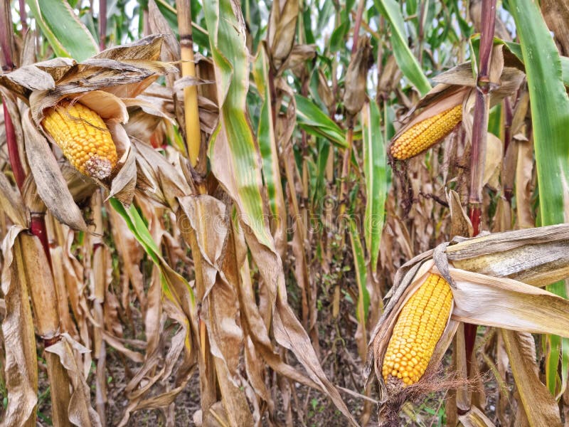 Agricultural Field of Maize, Dry Corn in Autumn before Harvest ...