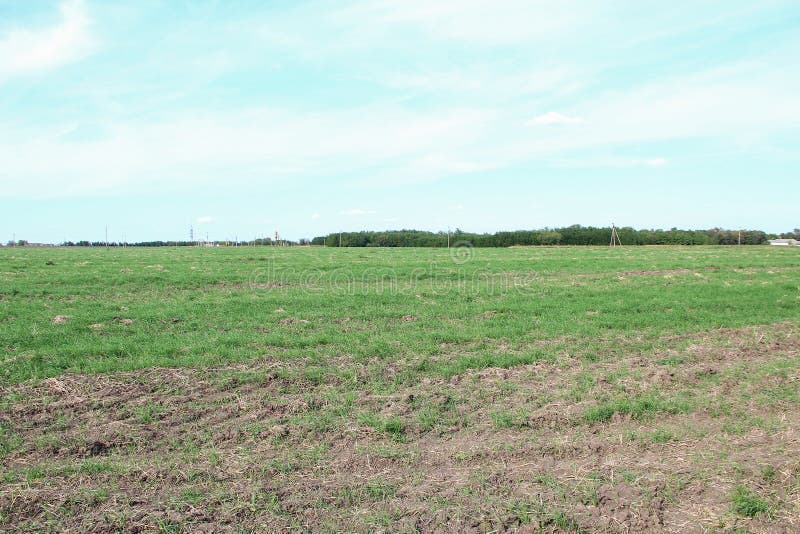 Agricultural Field Overgrown with Weed Grass Stock Photo - Image of ...