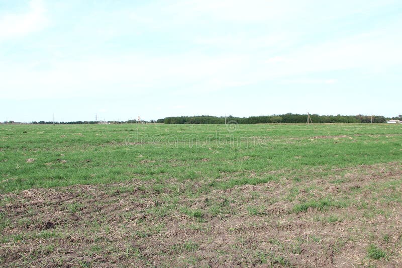 Agricultural Field Overgrown with Weed Grass Stock Image - Image of ...
