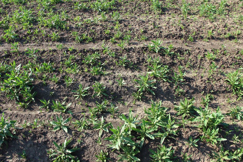 Agricultural Field Overgrown with Weeds Stock Image - Image of corn ...
