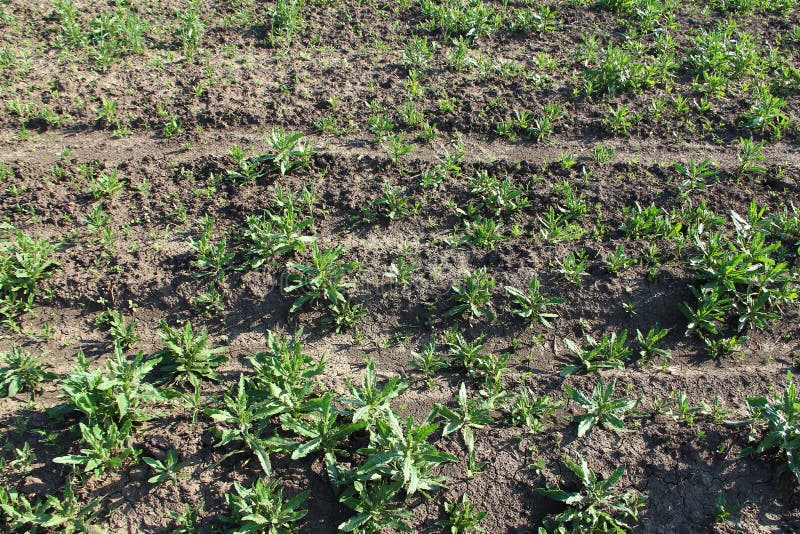 Agricultural Field Overgrown with Weeds Stock Photo - Image of corn ...