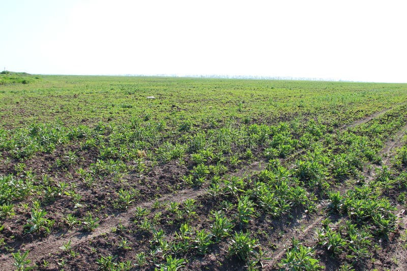 Agricultural Field Overgrown with Weeds Stock Photo - Image of maize ...
