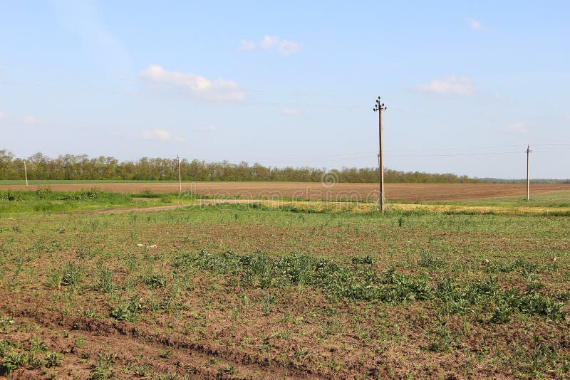 Agricultural Field Overgrown with Weeds Stock Image - Image of country ...