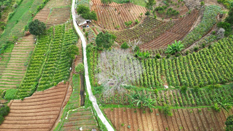 Agricultural Field Patterns with a White Path Cuts through the Area ...