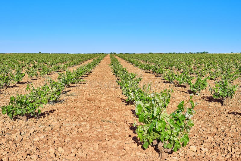 Agricultural Field with Plant Rows on a Sunny Day Stock Image - Image ...