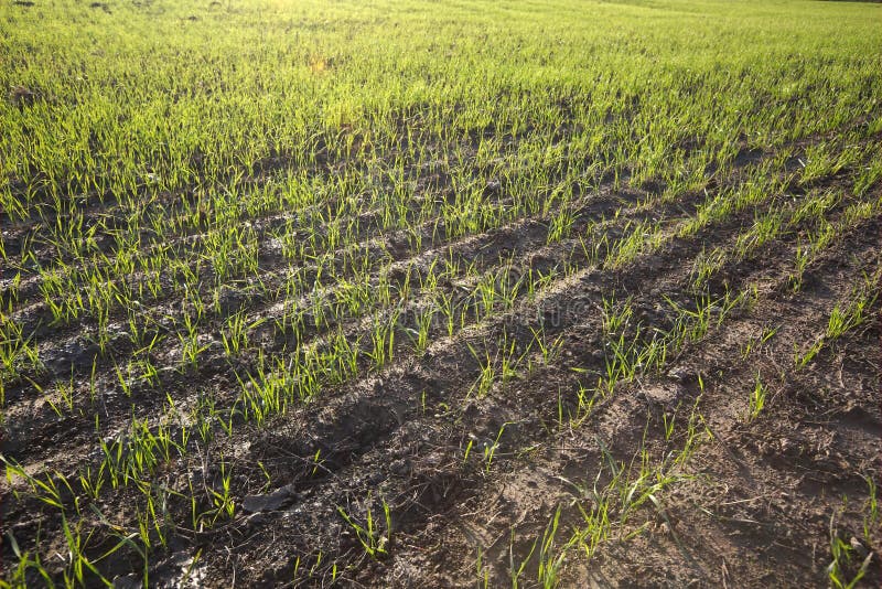 Agricultural Field with Plants Stock Photo - Image of meadow, plain ...