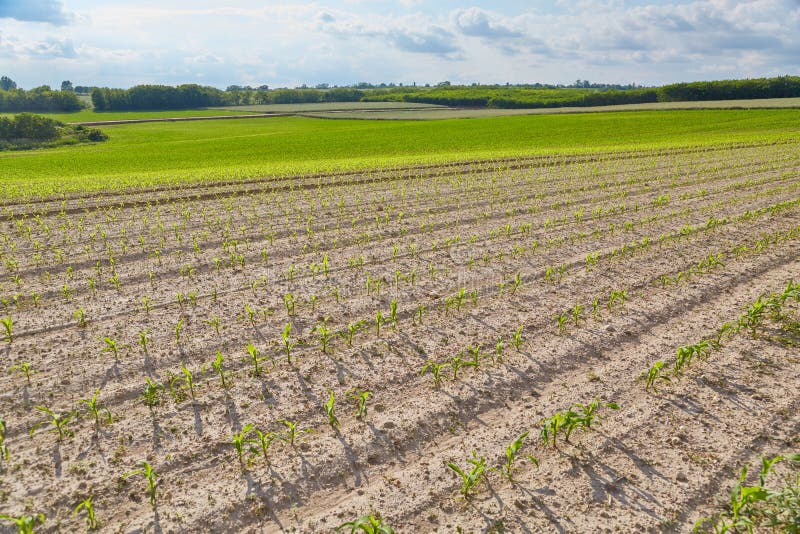Agricultural Field with Plants Stock Photo - Image of blue, meadow ...