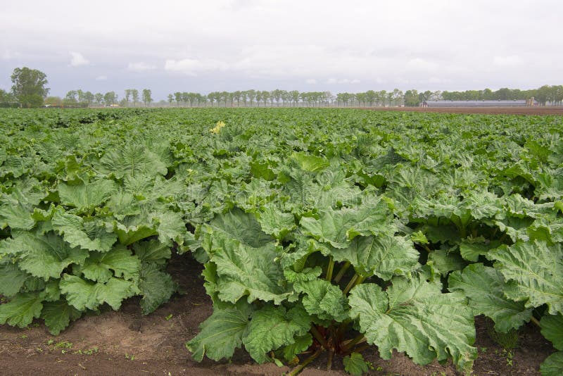 Field of Rhubarb Plants Ready To Harvest Stock Image - Image of crops ...