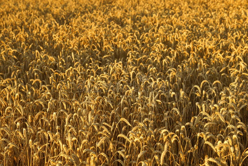 Agricultural Field with Ripe Wheat Spikes As Background Stock Photo ...