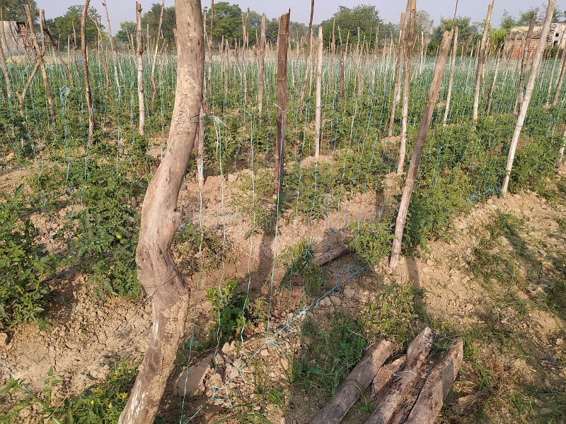 Agricultural Field with Rows of Young Trees Supported by Ropes Stock ...
