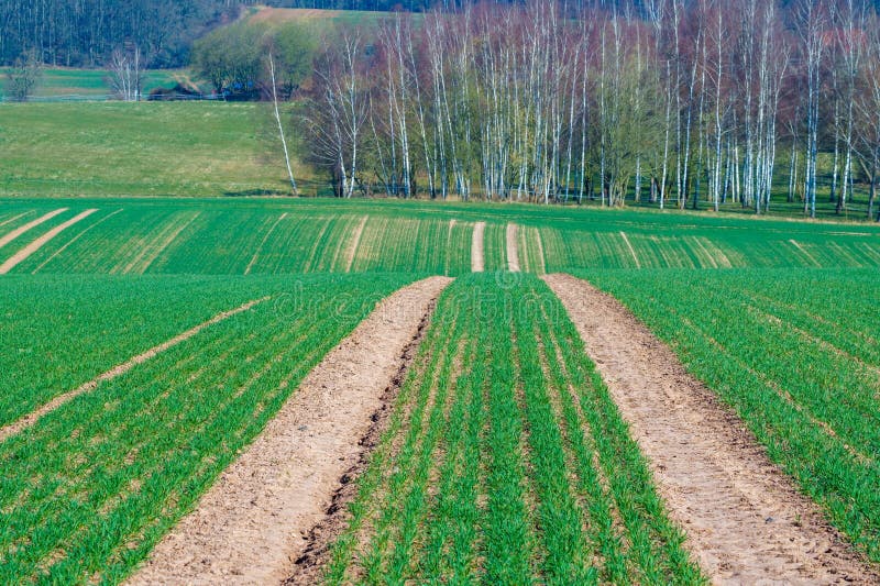 Agricultural Field with Saplings Stock Photo - Image of plants, rural ...