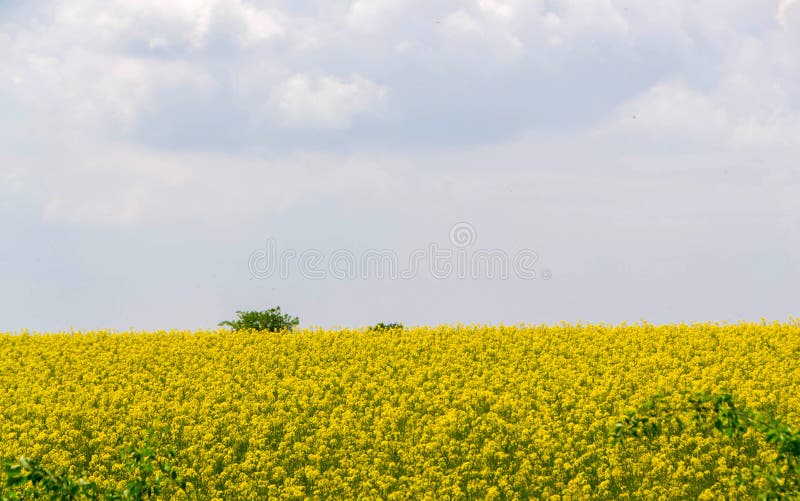 Agricultural Field in the Spring Stock Image - Image of funny ...