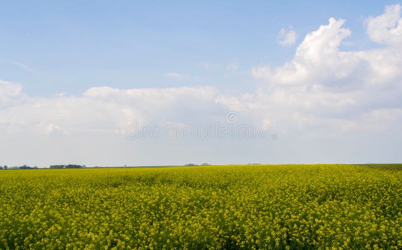 Agricultural Field in the Spring Stock Image - Image of brown ...
